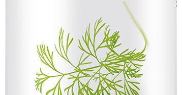 Dill, getrocknet – Alle Produkte – Produkte – WIBERG